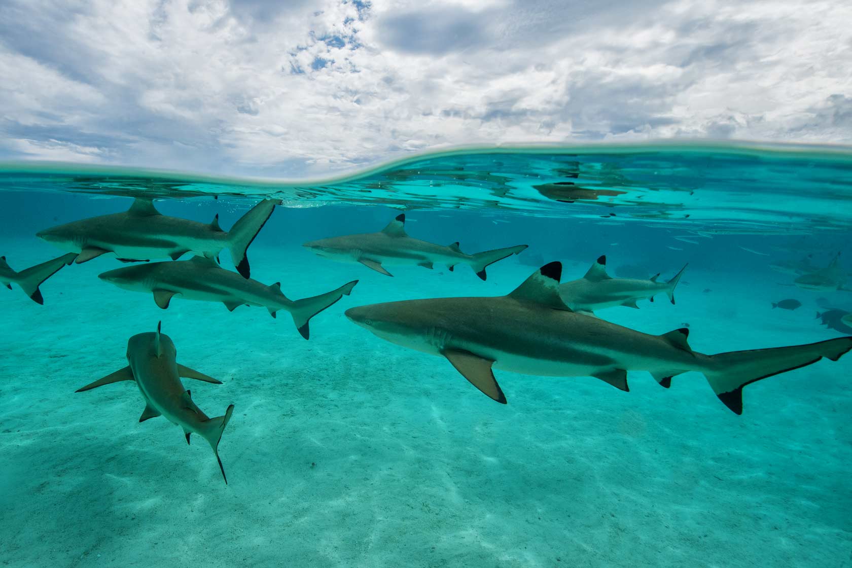 Tim McKenna - Liquid Eye